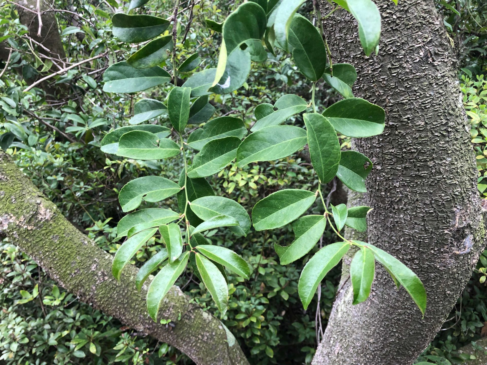 Cây xạ đen có tác dụng gì đối với sức khỏe? | TIKI