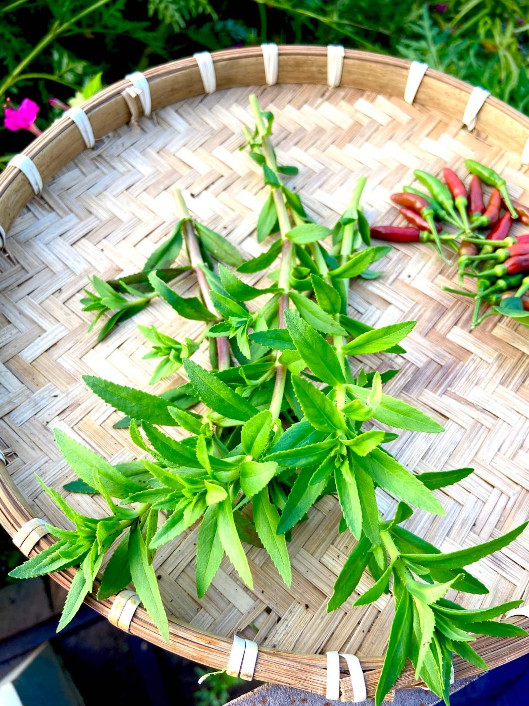 Rau om - Loại rau gia vị với tác dụng bất ngờ cho sức khỏe | TIKI