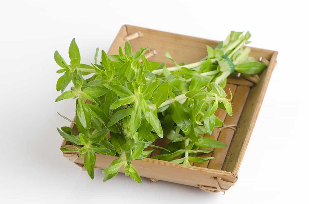 Rau om - Loại rau gia vị với tác dụng bất ngờ cho sức khỏe | TIKI