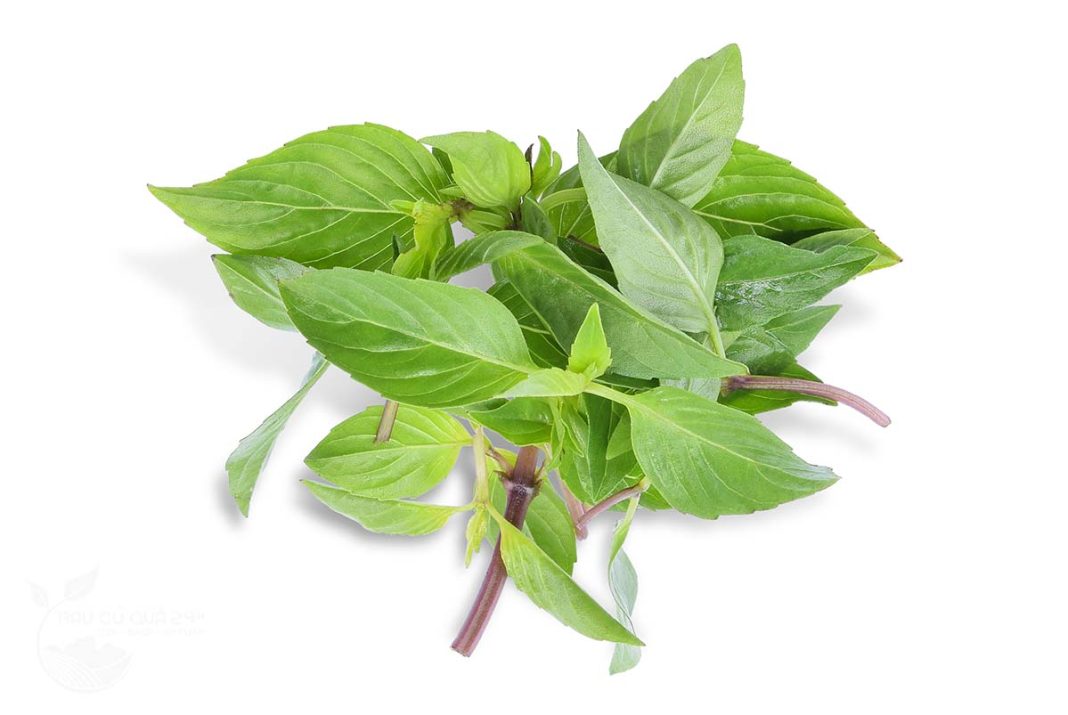 10 Tác Dụng Của Cây Húng Quế Và Tác Hại Với Sức Khỏe | TIKI