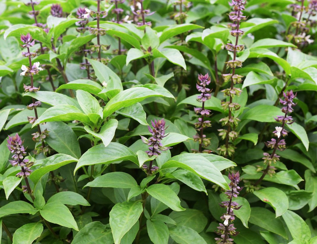 10 Tác Dụng Của Cây Húng Quế Và Tác Hại Với Sức Khỏe | TIKI