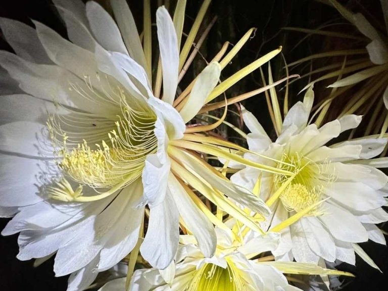 Hoa Quỳnh: Ý Nghĩa, Cách Trồng Và Chăm Sóc Tại Nhà 20/10 | TIKI