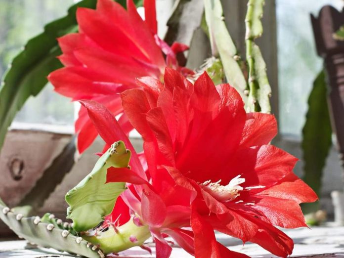 Hoa Quỳnh: Ý Nghĩa, Cách Trồng Và Chăm Sóc Tại Nhà 20/10 | TIKI