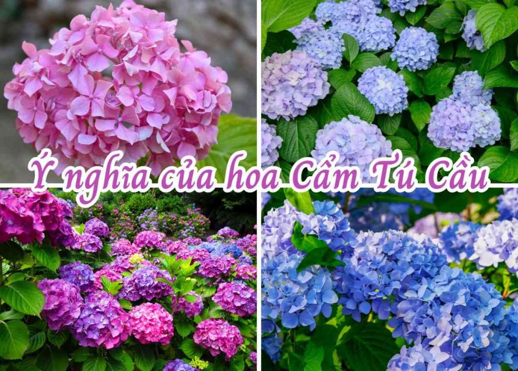 Hoa Cẩm Tú Cầu: Đặc Điểm, Phân Loại, Ý Nghĩa, Cách Trồng 20/10 | TIKI
