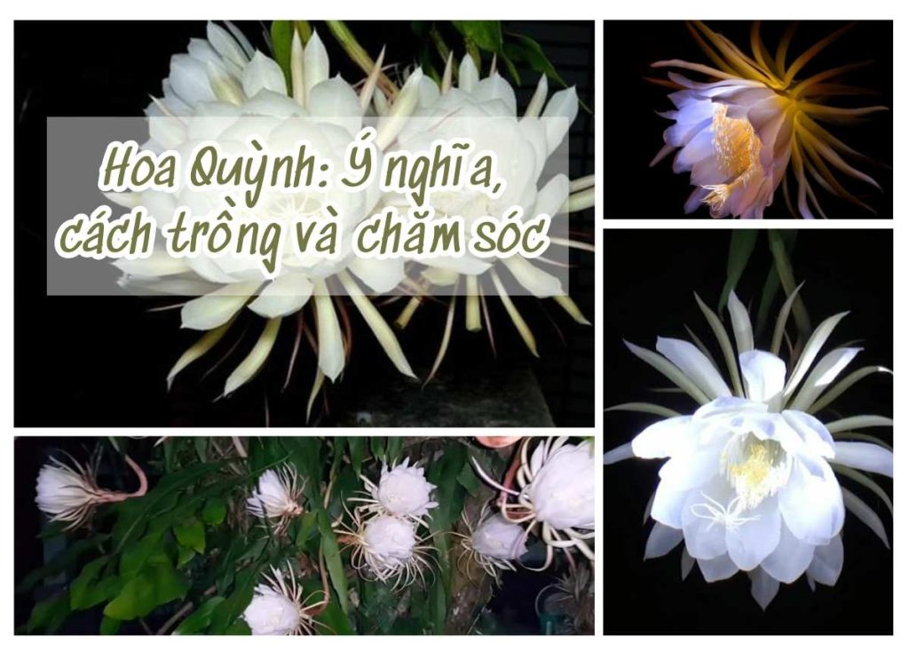 Hoa Quỳnh: Ý Nghĩa, Cách Trồng Và Chăm Sóc Tại Nhà 20/10 | TIKI