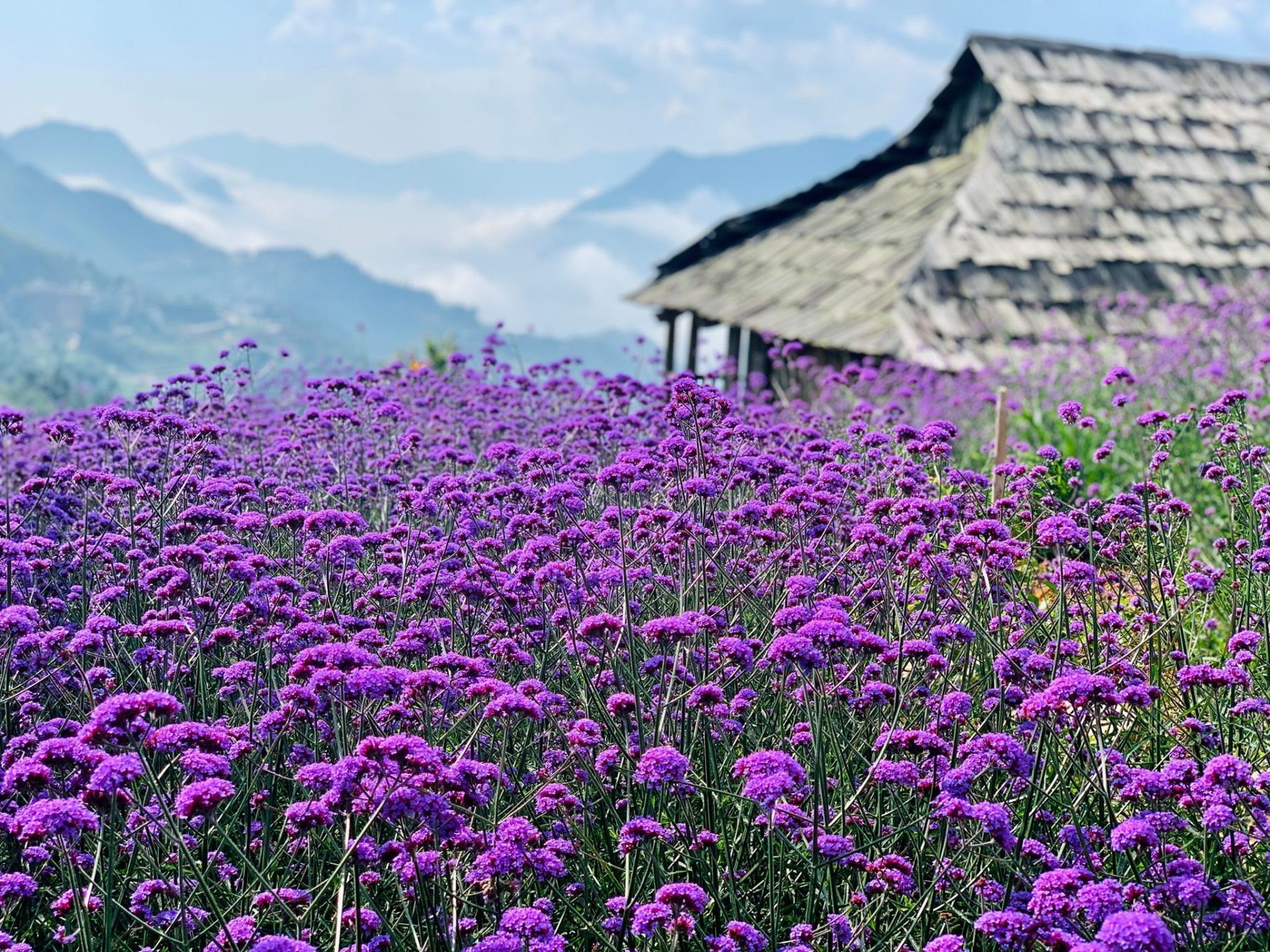 Màu tím là gì? Bật mí nguồn gốc, ý nghĩa trong tình yêu, cuộc sống | TIKI