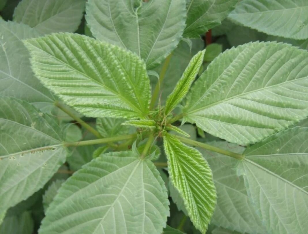 7+ công dụng của rau đay? Hướng dẫn bảo quản và trồng rau đay tại nhà ...