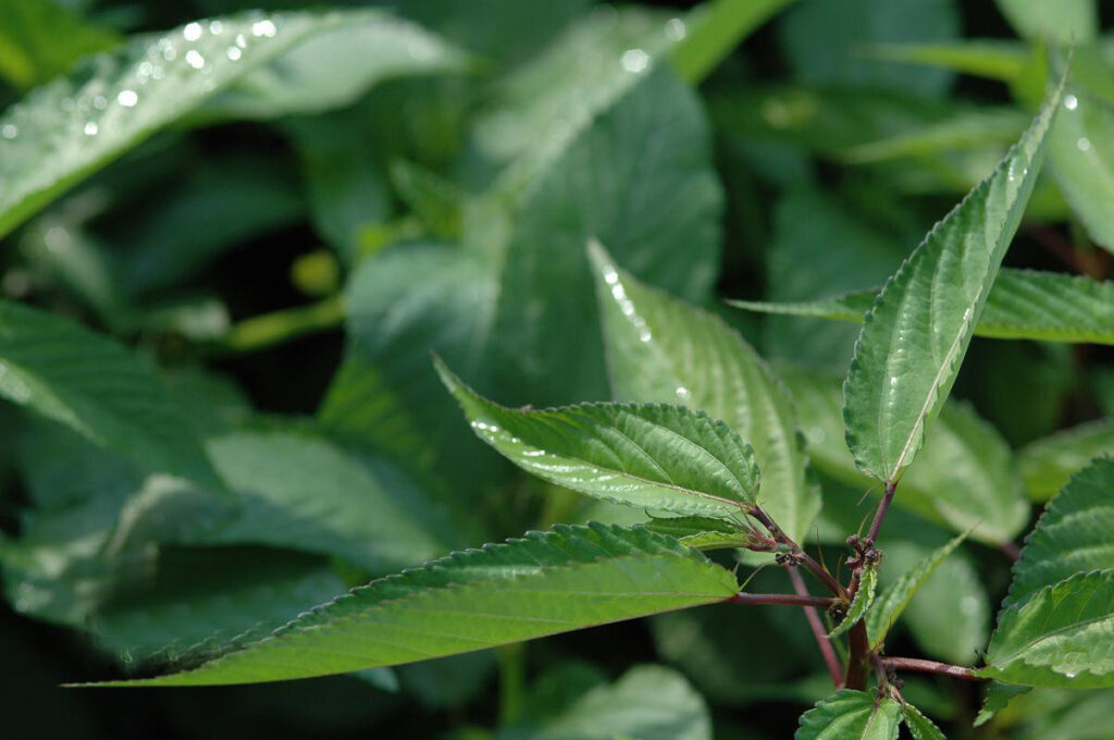 7+ công dụng của rau đay? Hướng dẫn bảo quản và trồng rau đay tại nhà ...