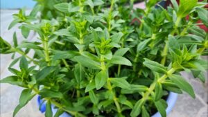 Rau om - Loại rau gia vị với tác dụng bất ngờ cho sức khỏe | TIKI