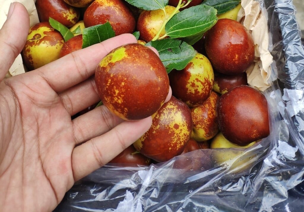 Táo tàu là gì? Lợi ích, công dụng và những lưu ý khi ăn mà bạn nên biết ...