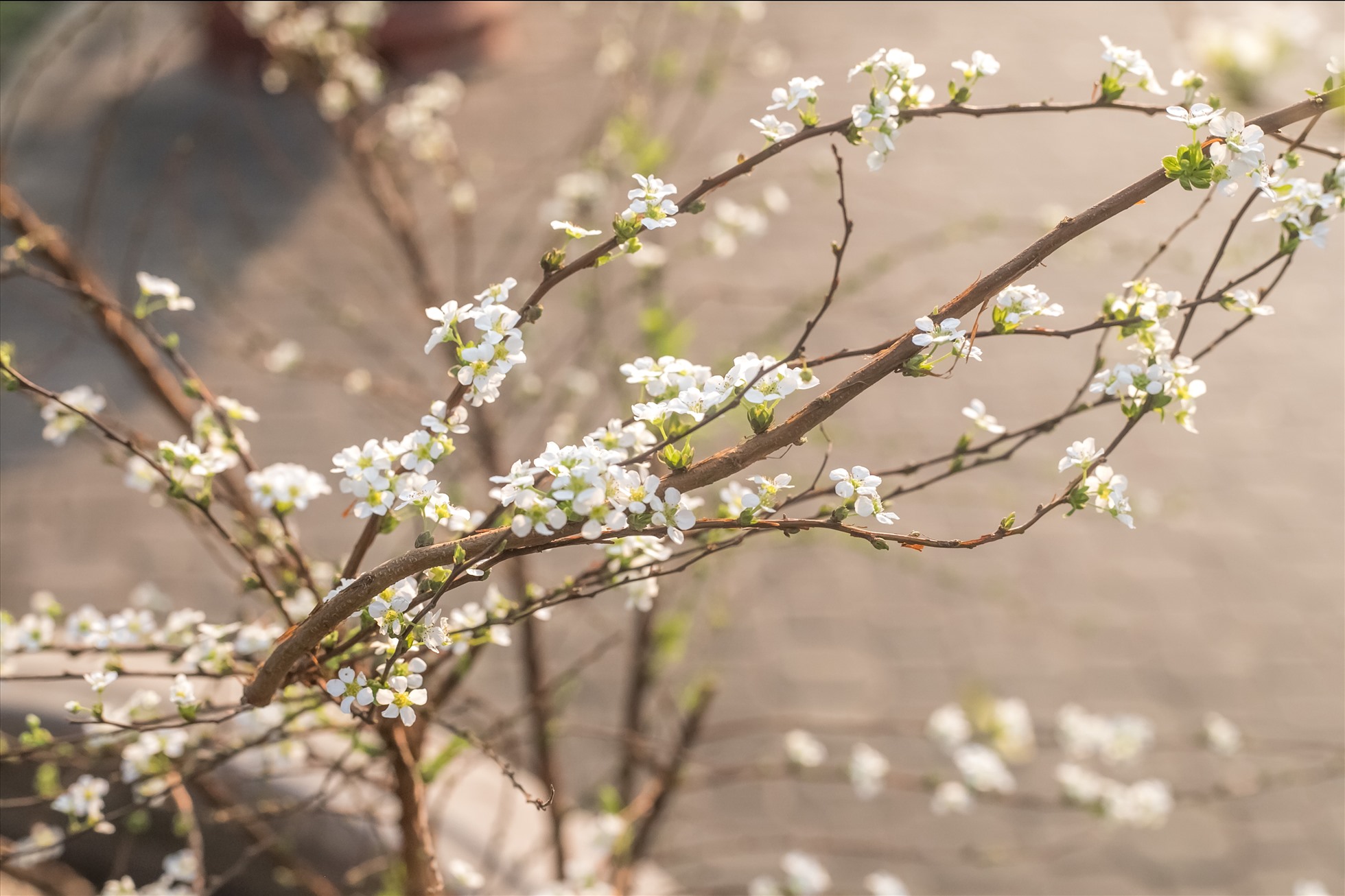 Cách cắm hoa tuyết mai nhiều kiểu sáng tạo, tươi lâu để chưng nhà | TIKI
