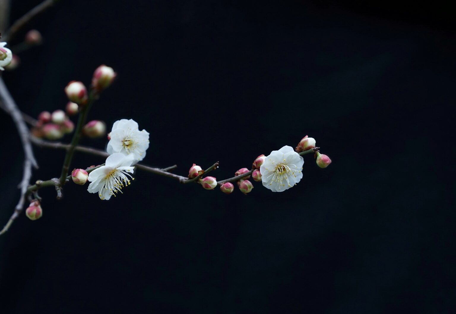 Nhất chi mai: Cách trồng & Chăm sóc vua của những loài hoa Tết | TIKI