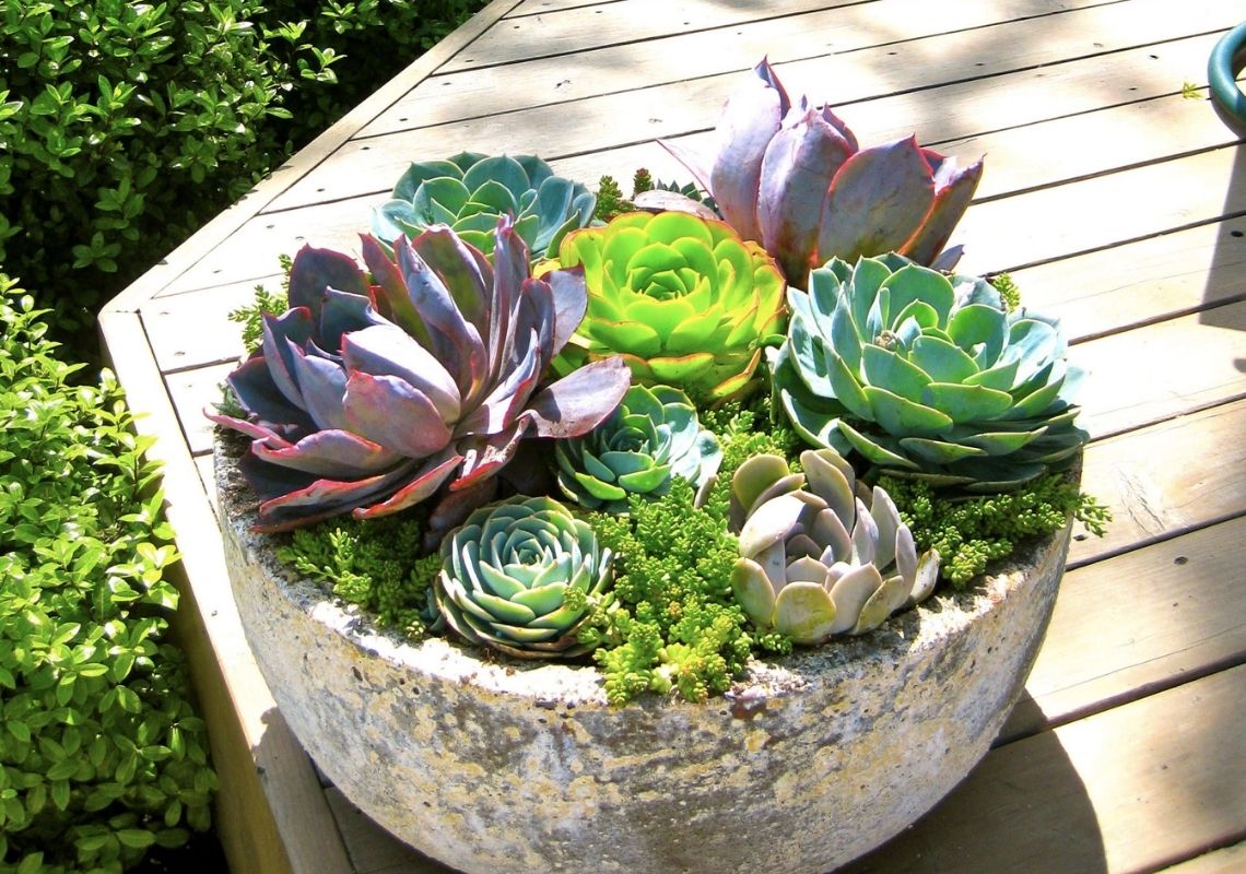 Cây sen đá: Ý nghĩa phong thủy, cách trồng và cách chăm sóc sen đá | TIKI