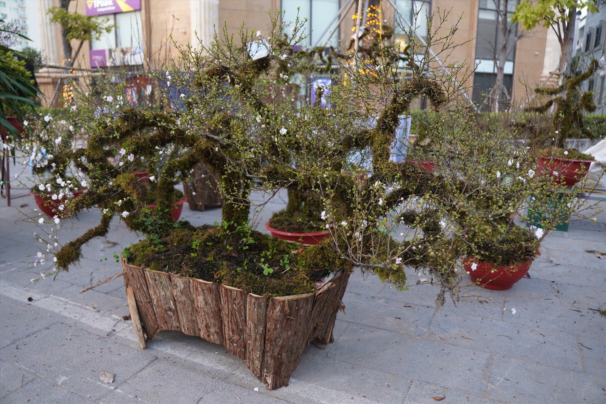 Nhất chi mai: Cách trồng & Chăm sóc vua của những loài hoa Tết | TIKI