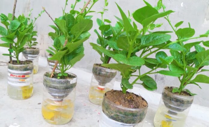 11 cách tái chế chai nhựa trồng cây tiện lợi, đơn giản và độc đáo | TIKI