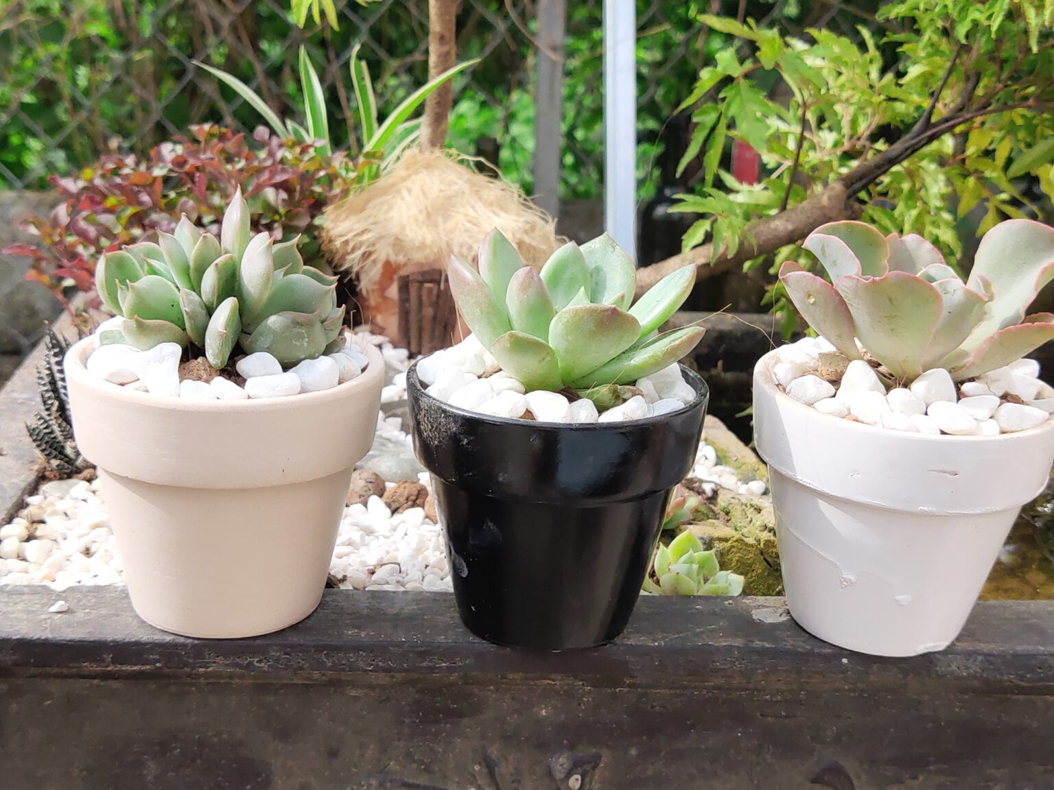 Hướng dẫn cách trồng sen đá chuẩn từ A-Z khi mới mua về | TIKI