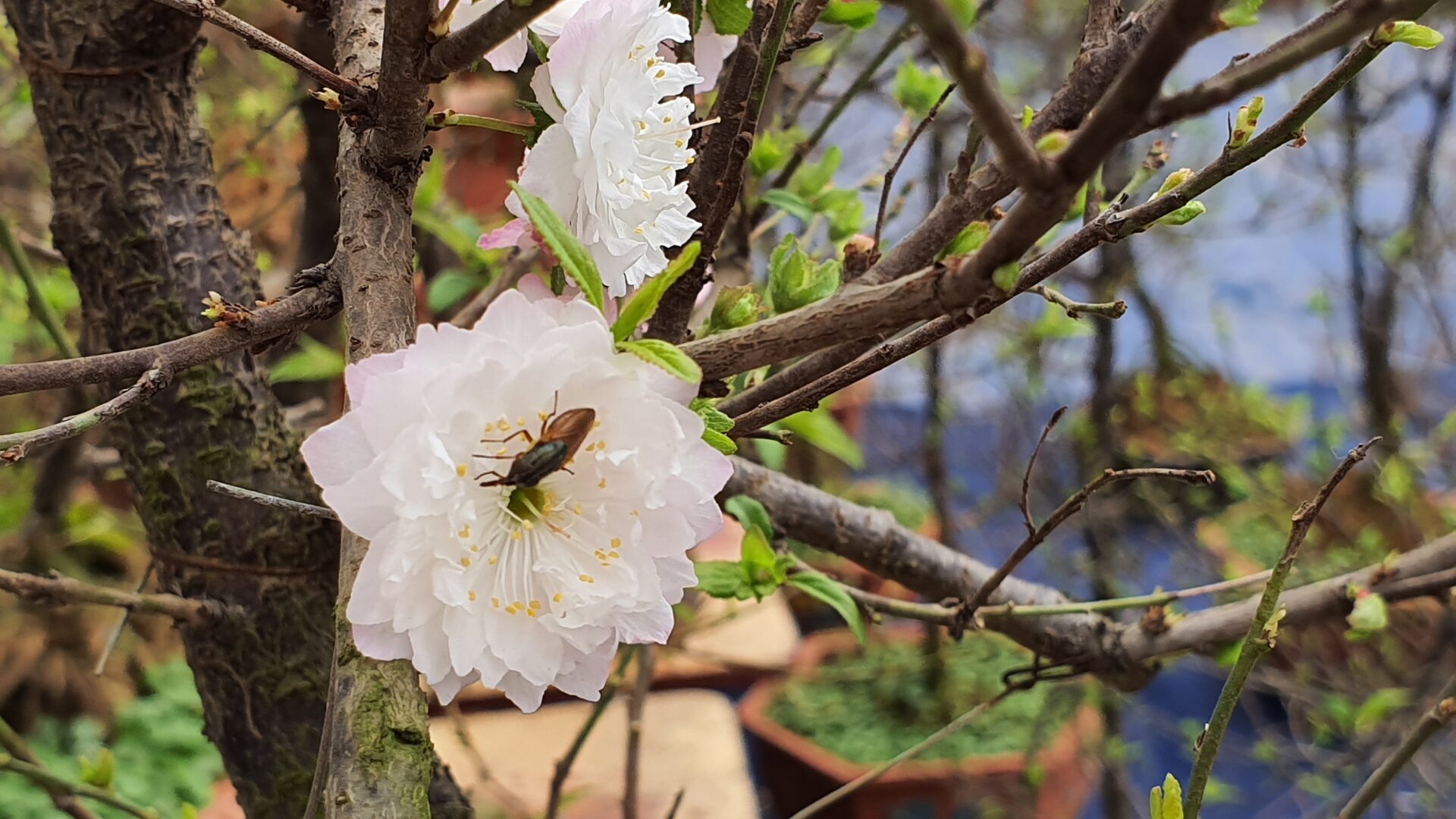 Nhất chi mai: Cách trồng & Chăm sóc vua của những loài hoa Tết | TIKI