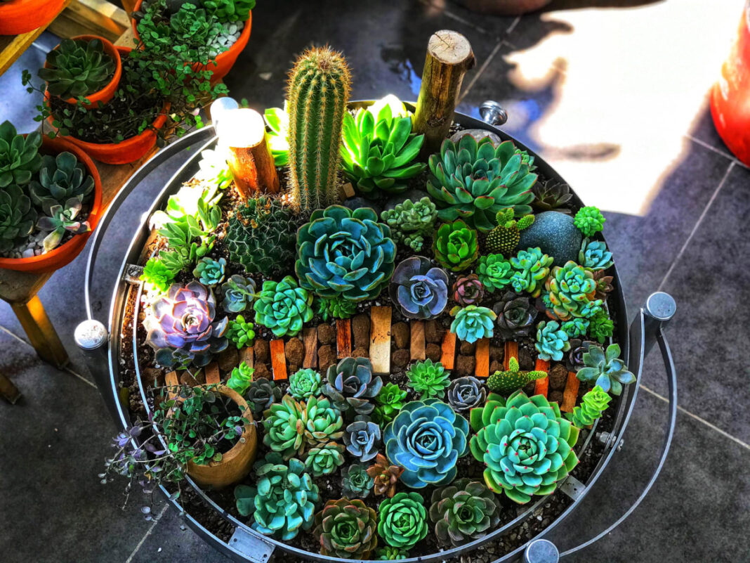 Hướng dẫn cách trồng sen đá chuẩn từ A-Z khi mới mua về | TIKI