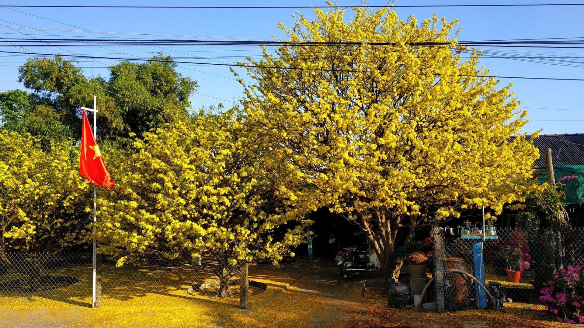 Cây mai: Cách trồng, chăm sóc và ý nghĩa hoa mai ngày Tết | TIKI