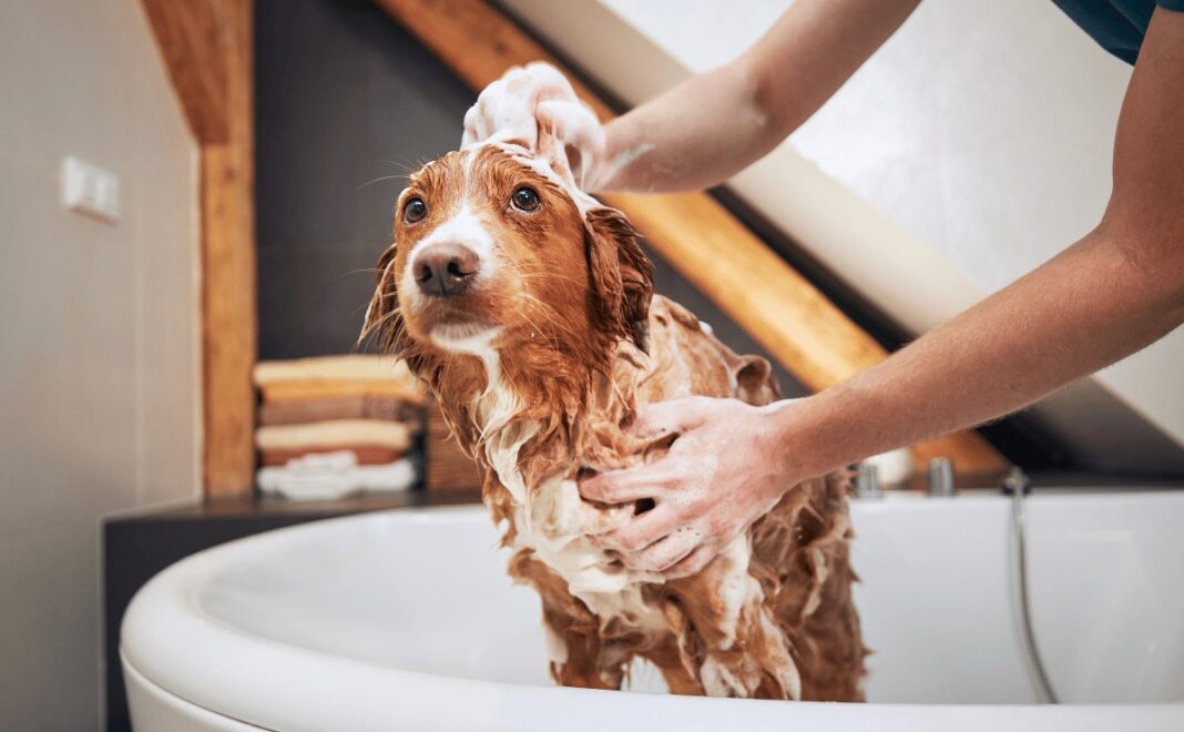 Cách trị ve chó tận gốc, đơn giản, hiệu quả tại nhà mà ai cũng nên biết ...